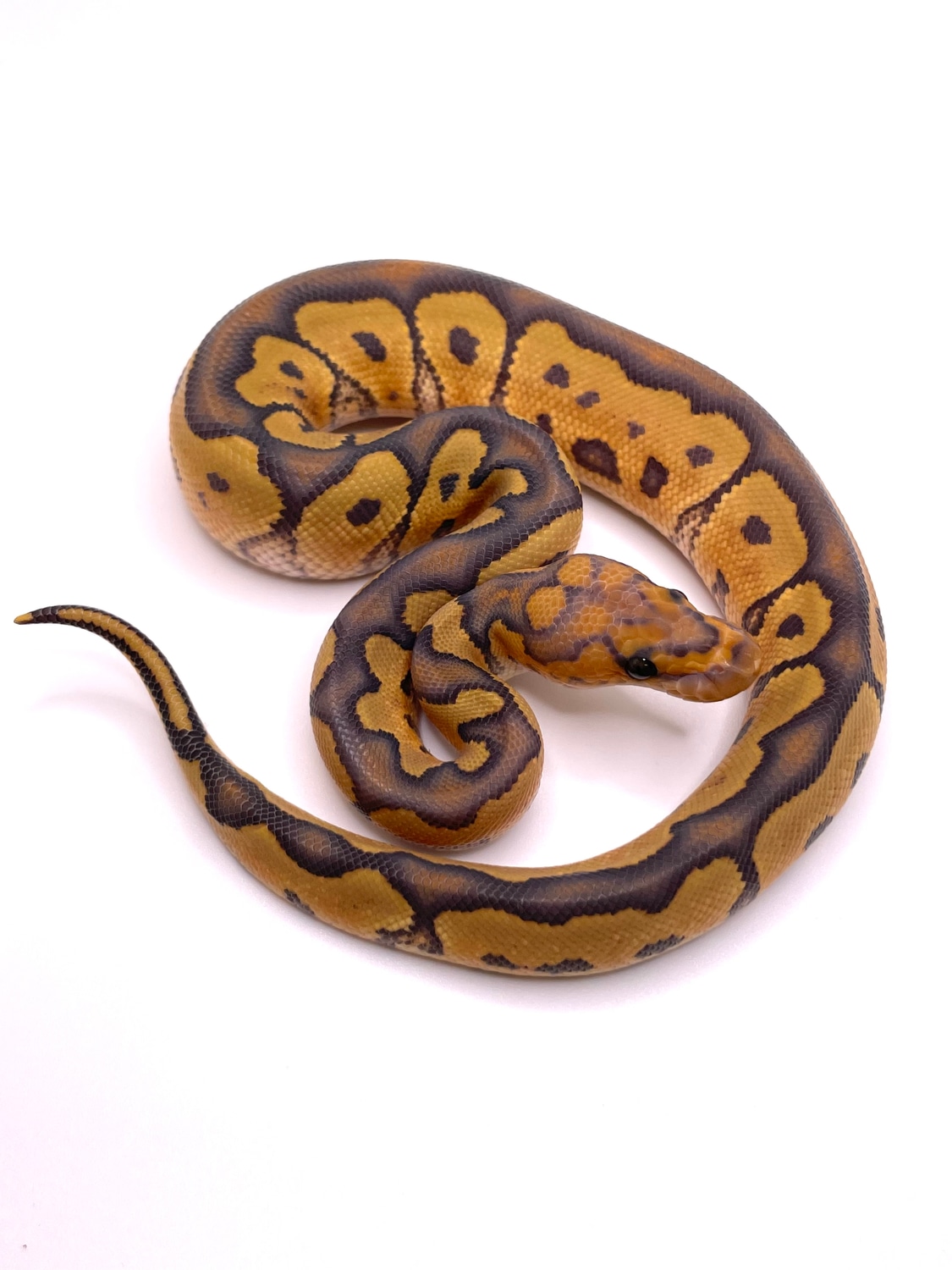 Hypo Clown 50% Het Dg Ball Python by Always Evolving Pythons - MorphMarket