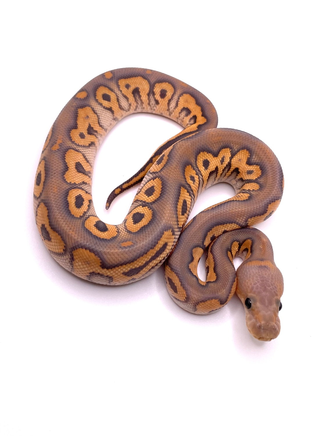 Black Pastel Hypo Clown 50% Het Dg Ball Python by Always Evolving ...