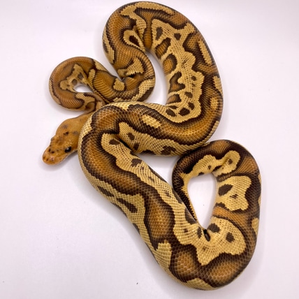 Cypress Redstripe Yb Het Clown Het Cryptic Ball Python by Always ...