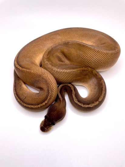 Black Pastel Sunset Ball Python by Always Evolving Pythons