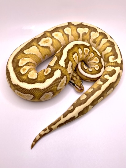 Spotnose Lesser Lace Yb Het Clown Ball Python by Always Evolving Pythons