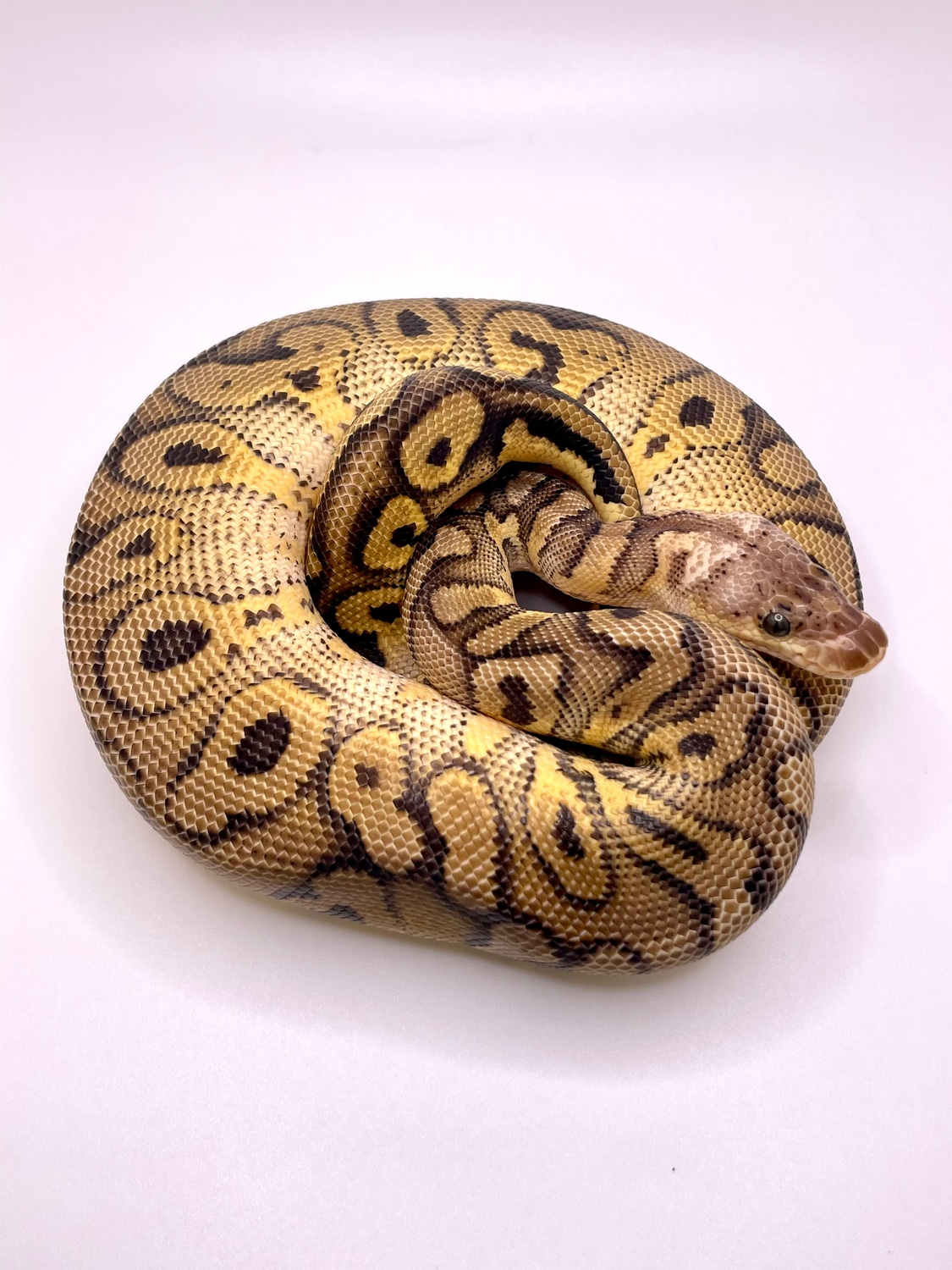 Pastel Mahogany Clown Het Dg Ball Python by Always Evolving Pythons ...