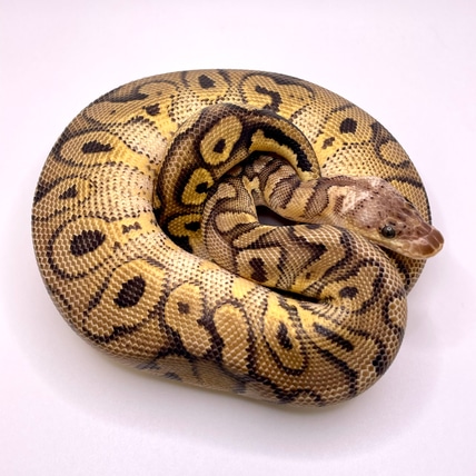 Super Chocolate Clown Ball Python by Always Evolving Pythons - MorphMarket