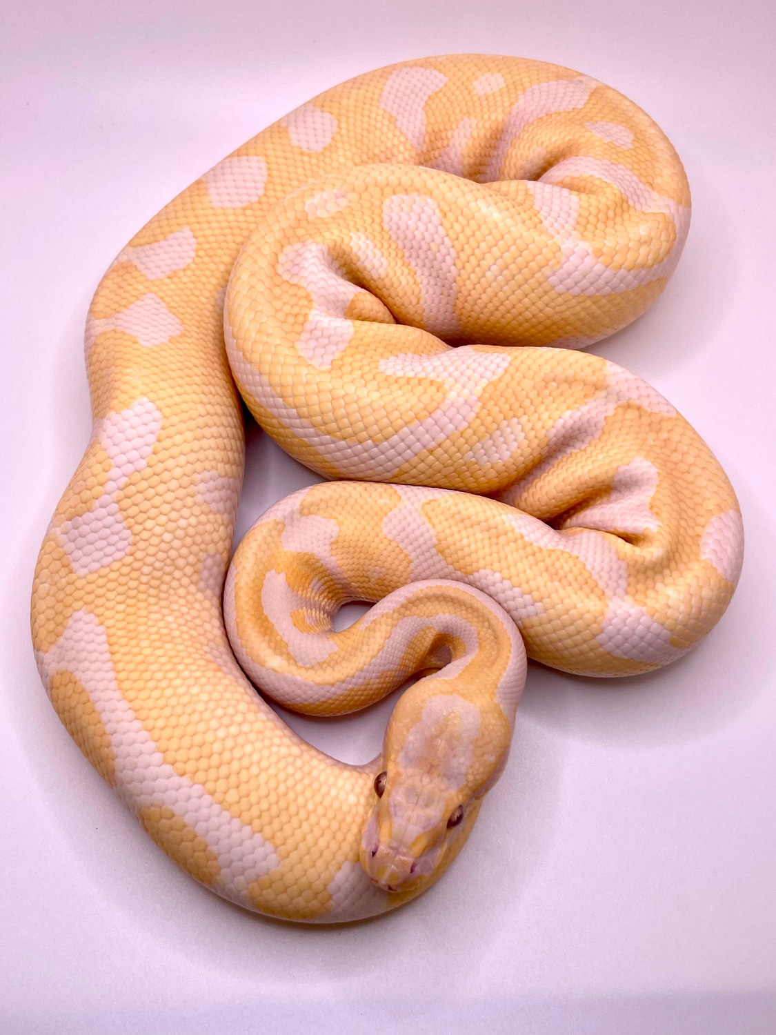 Leopard Lavender Het Clown Ball Python by Always Evolving Pythons ...