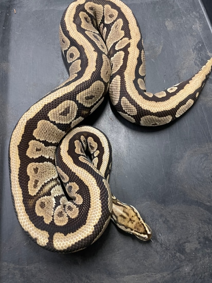 Spotnose Redhead Het Clown Ball Python by Always Evolving Pythons