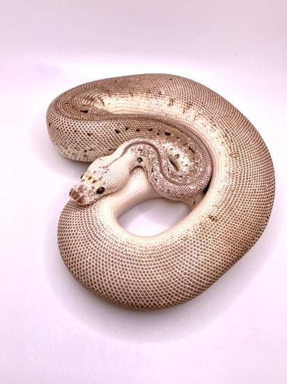 Pastel Redhead Batman Ball Python by Always Evolving Pythons
