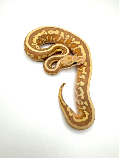 Banana Spotnose Lesser Dh Sunset Clown Ball Python by Always Evolving ...