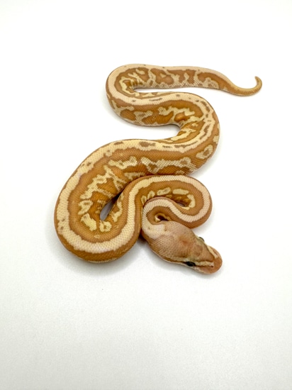 Spotnose Lesser Banana Sunset Het Clown Ball Python by Always Evolving Pythons
