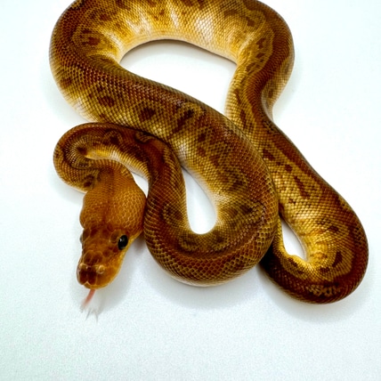 Always Evolving Pythons - MorphMarket