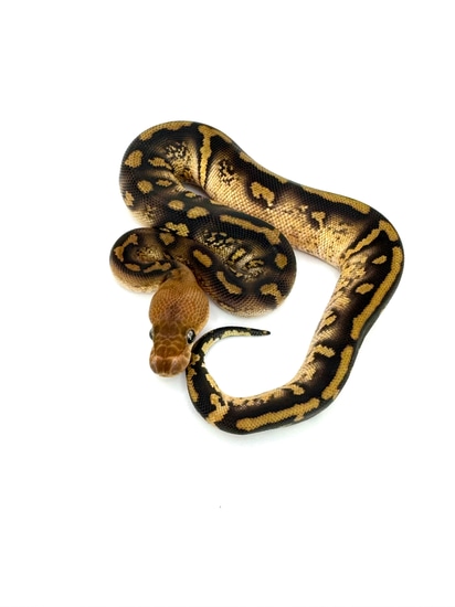 Stranger Mahogany Yb Clown Het Dg Ball Python by Always Evolving Pythons