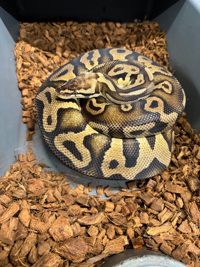 Pastel Leopard Dh Sunset Clown Ball Python by Always Evolving Pythons