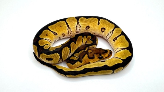 Clown Dh Sunset Ultramel Ball Python by Always Evolving Pythons