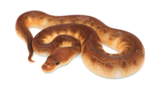 Sunset Clown Ball Python by Always Evolving Pythons
