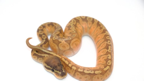 Sunset Dg Ball Python by Always Evolving Pythons