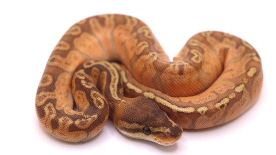 Sunset Dg Ball Python by Always Evolving Pythons