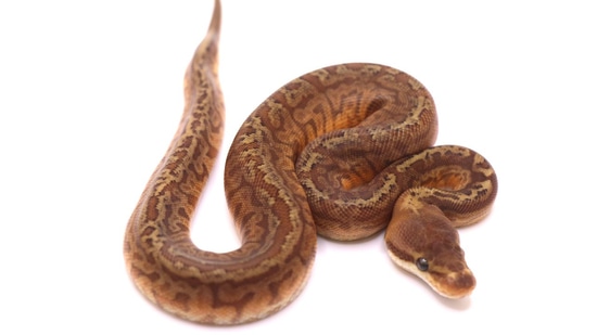 Spotnose Leopard Sunset Het Clown Ball Python by Always Evolving Pythons