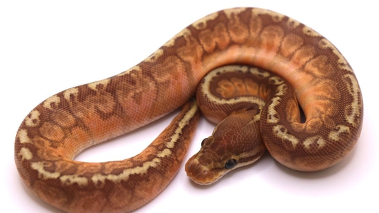 Spotnose Sunset Het Clown Ball Python by Always Evolving Pythons