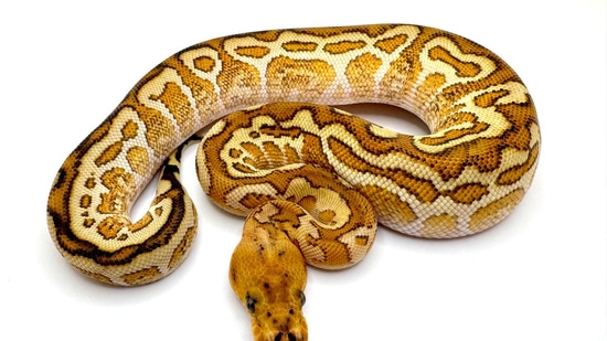 Cypress Spotnose Redstripe Yb Clown Ball Python by Always Evolving Pythons