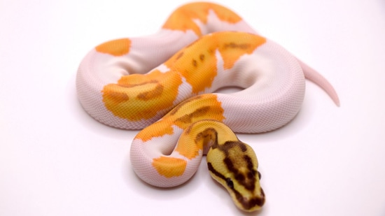 Super Od Yb Enchi Fire Gene Pied Het Clown Ball Python by Always ...
