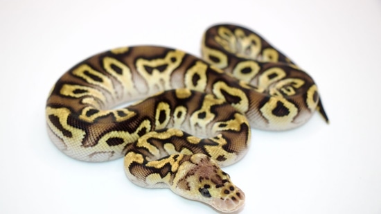 Chocolate Cypress Pastel Clown Het Dg Ball Python by Always Evolving ...