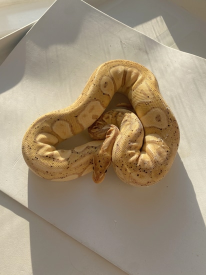 Banana Blackhead Het Hypo Ball Python by EvolvingArk