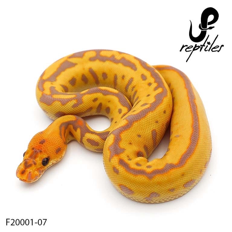 Banana Batman Ball Python by Jpreptiles - MorphMarket