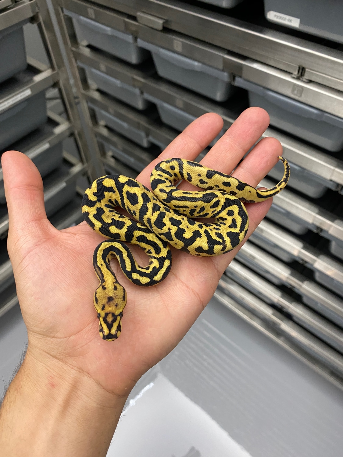 Fire Leopard Spotnose Yellowbelly Het Clown Ball Python by JP Reptiles ...