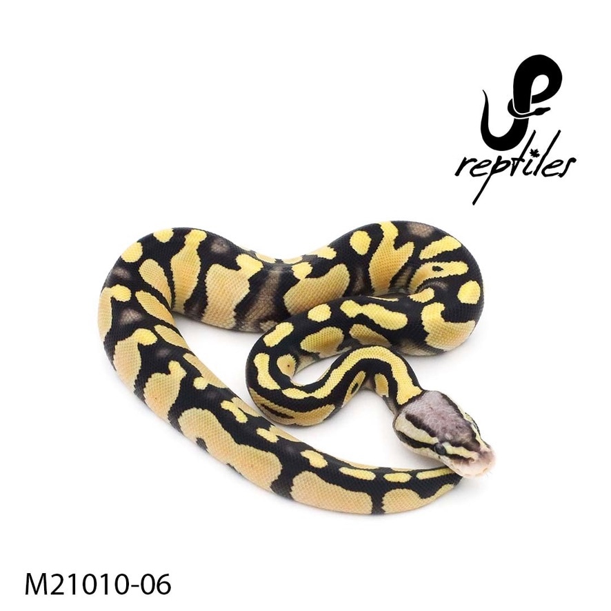 Pastel Desert Ghost Het Clown Het Hypo (Pos Chocolate) Ball Python by ...