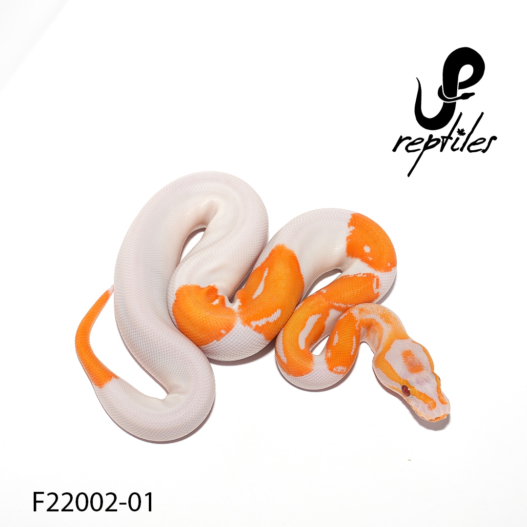 Orange Dream Dreamsicle 50% Het Clown Ball Python by JP Reptiles ...