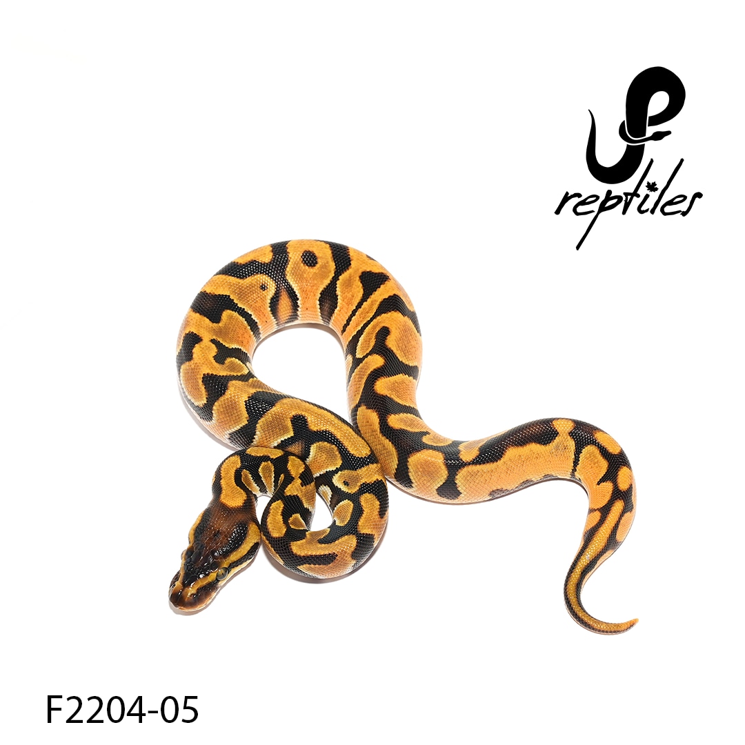 OD Enchi DH Lavender Pied Ball Python by JP Reptiles - MorphMarket