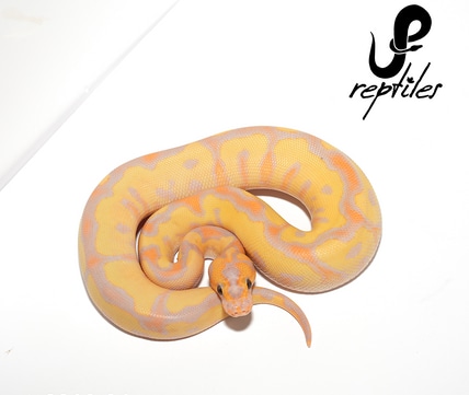 OD Super Fire Het Clown (Pos Enchi, Leo, Cinny, SN, YB) Ball Python by ...