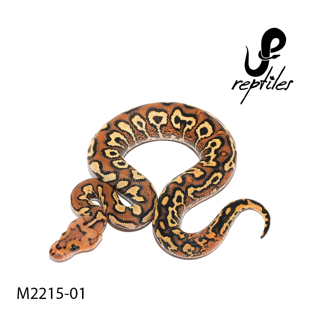 (POMPEII) Black Pastel Redstripe Spotnose YB Clown Ball Python by JP ...