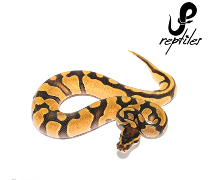 (POMPEII) Black Pastel Redstripe Spotnose YB Clown Ball Python by JP Reptiles - MorphMarket