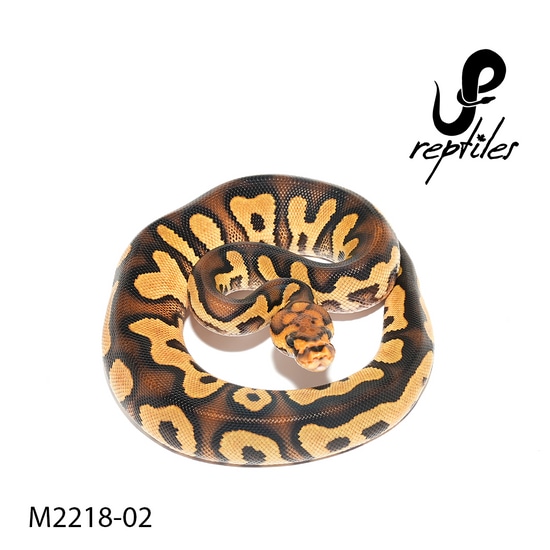 Chocolate Clown (Pos OD) Ball Python by J.P. Reptiles Canada Inc.