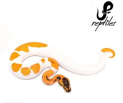 OD Super Fire Het Clown (Pos Enchi, Leo, Cinny, SN, YB) Ball Python by ...