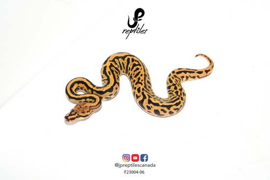 (540 GRAMS) Fire Leopard Spotnose (Pos Peach) Het Clown Ball Python by ...