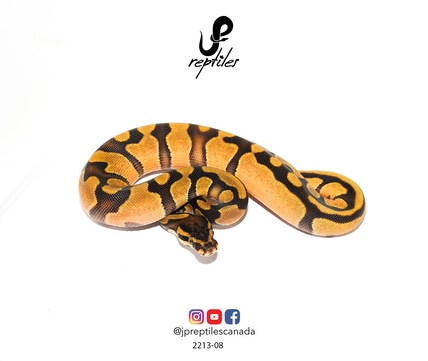 (POMPEII) Black Pastel Redstripe Spotnose YB Clown Ball Python by JP ...