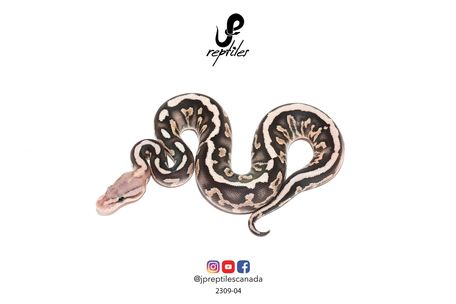 Fire Chocolate Spotnose Cinnamon YB Het Clown Ball Python by JP ...