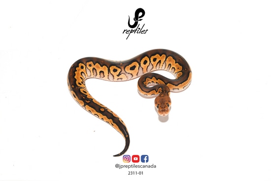 635 GRAMS! Black Pastel Clown Ball Python by J.P. Reptiles Canada Inc.