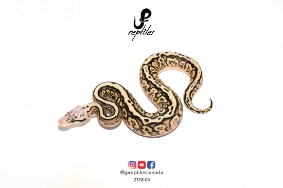Firefly YB Spotnose Mahogany Het Clown (Pos OD) Ball Python by JP Reptiles