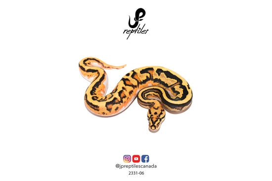 Orange Dream Fire Spotnose (Prob RS) Het Clown Ball Python by JP Reptiles
