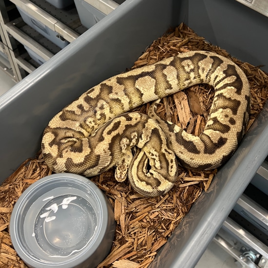 2038 Grams Firefly YB Confusion (Proven Breeder) Ball Python by J.P ...