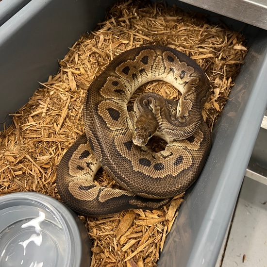 1322 GRAMS! Black Pastel Clown Ball Python by J.P. Reptiles Canada Inc.