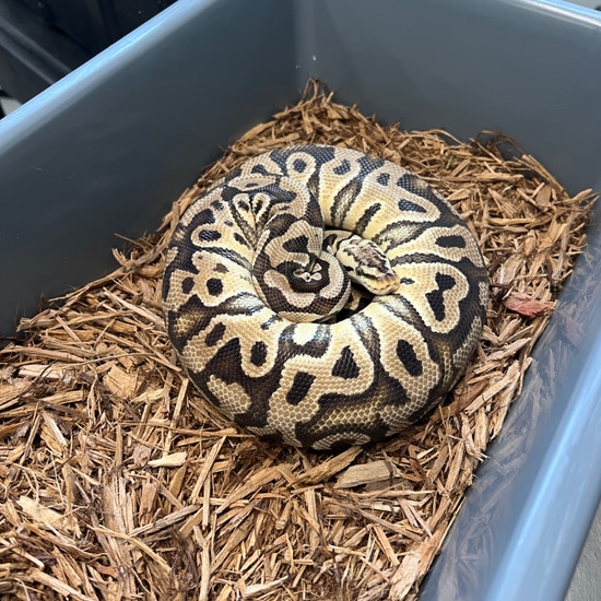 Pastel Cryptic Or Crypton Het DG (1488 GRAMS) Ball Python by J.P ...