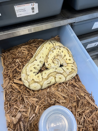 Firefly Batman (2640 Grams) Ball Python by J.P. Reptiles Canada Inc.