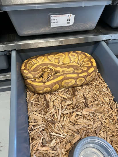 0.5 HUGE Breeder Female Group (2-4k GRAMS) Ball Python by J.P. Reptiles ...