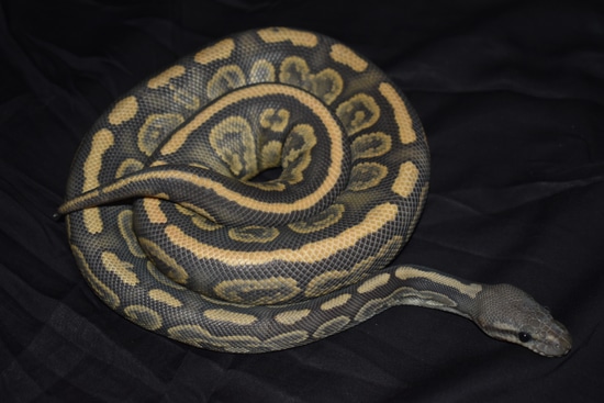 Black Pastel Hypo Ball Python by Evon’s Crested Geckos and More