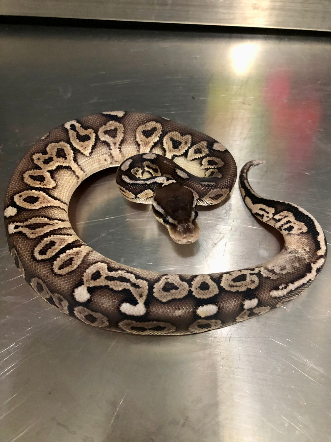 Black Pewter Ball Python by EV Reptiles - MorphMarket