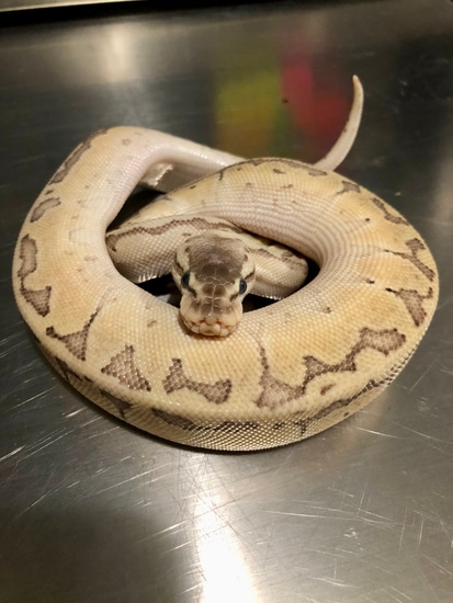 Emperor Pinstripe Ball Python by EV Reptiles