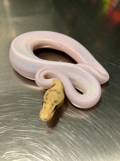 Banana Spider Pied Ball Python by EV Reptiles